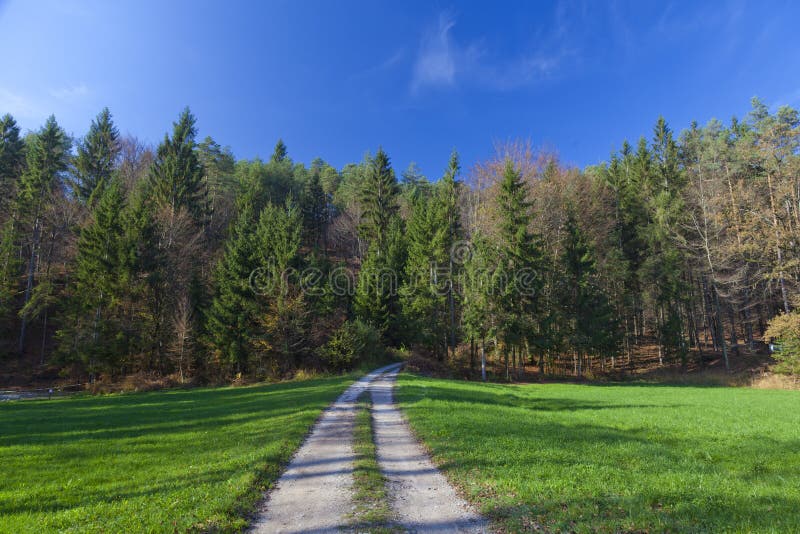 Road to the forest stock photo. Image of atumun, sand - 34857172