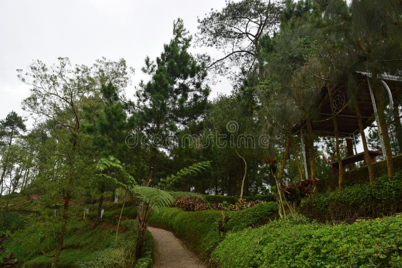 The Road To the Forest in Java Stock Photo - Image of leaf, shrub ...