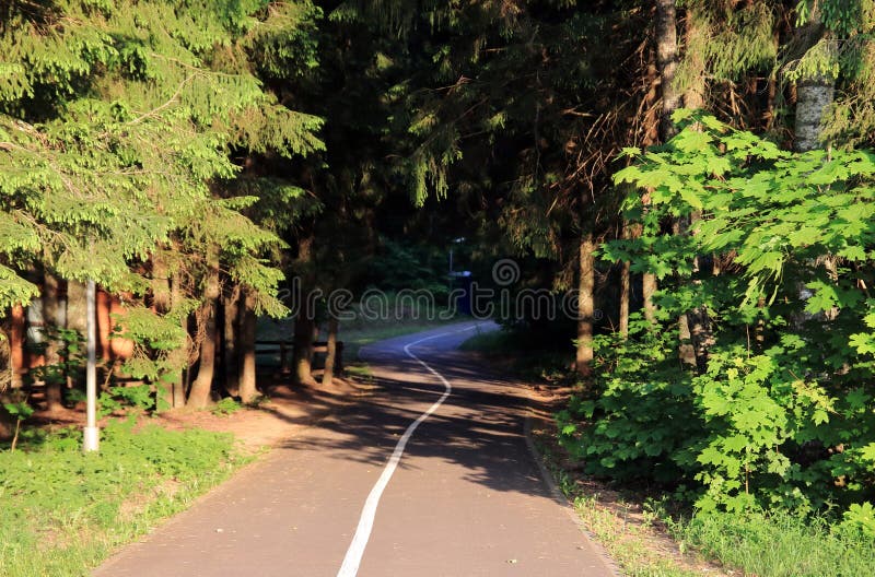 The road to the forest stock photo. Image of landscape - 379121210