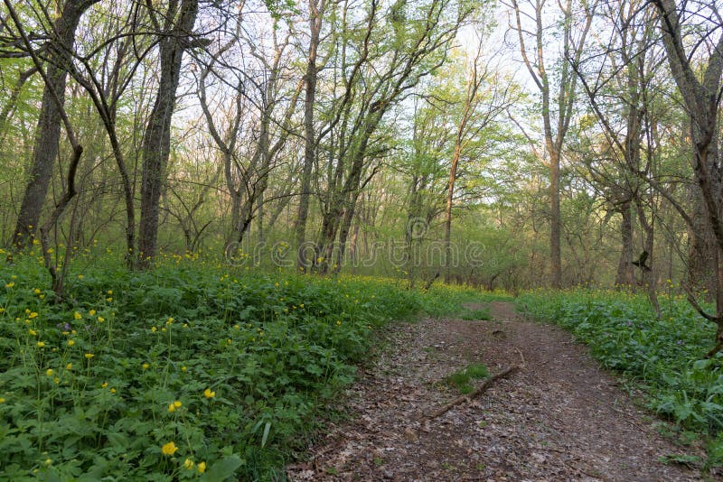 Road To Forest with Yellow Flowers Stock Image - Image of blue, foggy ...