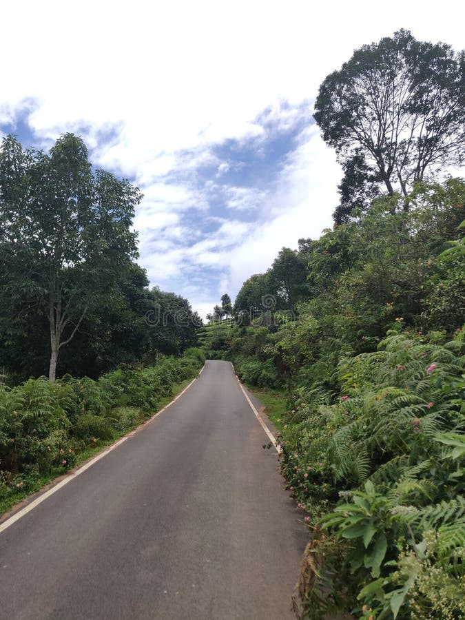 Road To Greenery, Trees and Tea Stock Photo - Image of mountainroad ...