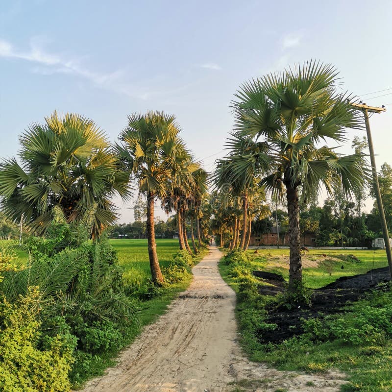 The road to the ground stock image. Image of plant, grass - 255707763
