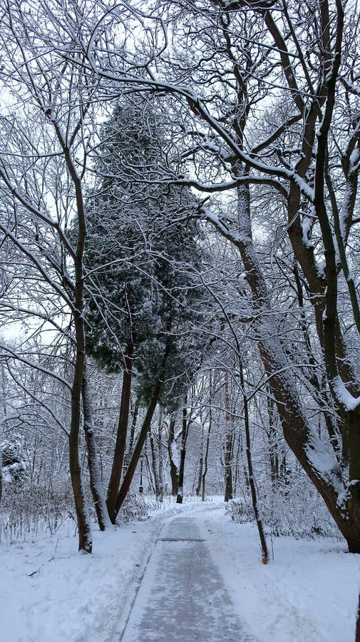 First snowfall stock image. Image of frost, leaf, branch - 215918735
