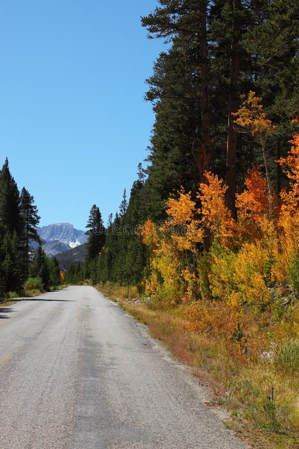 The Road To the Picturesque Woods Stock Photo - Image of street, lush ...