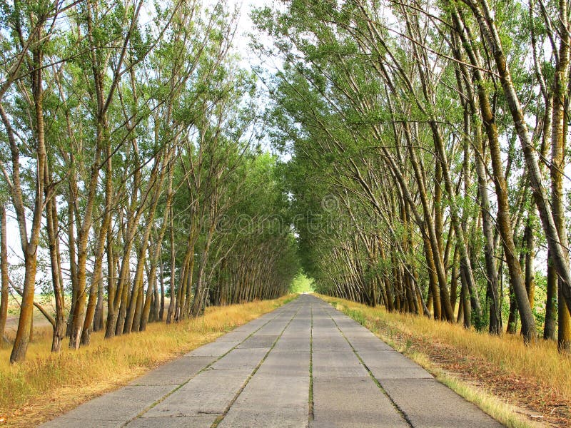 On the Road To the Side of the Trees. Stock Photo - Image of distance ...
