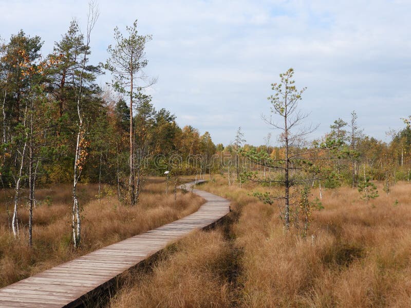 Road to swamp stock photo. Image of travel, trees, sanktpetersburg ...