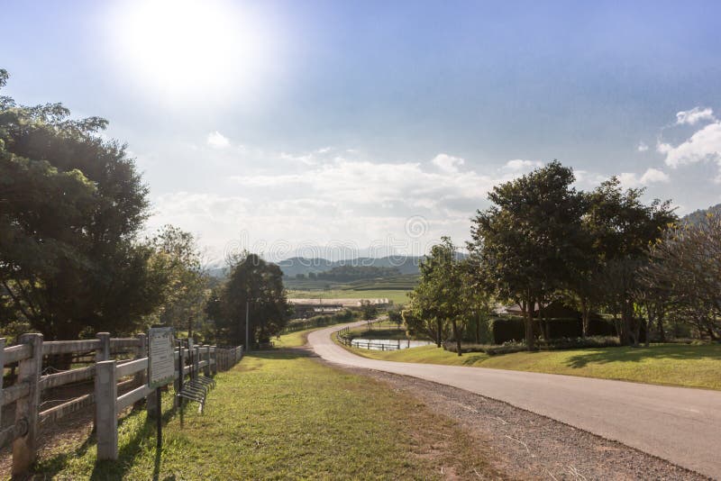 Road To Tea Farm, Road To Farm Stock Photo - Image of field, organic ...