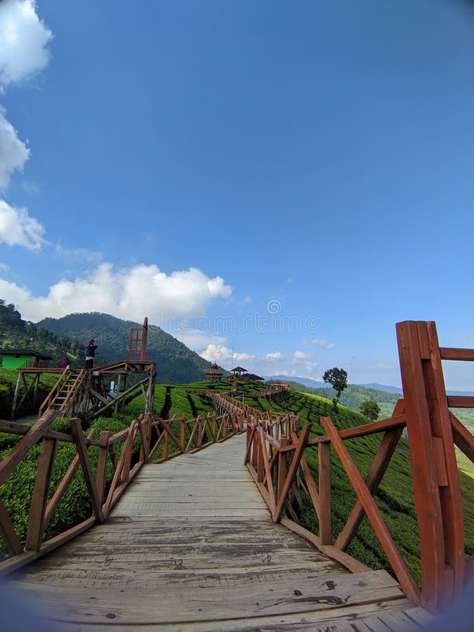 The Road to the tea garden stock photo. Image of tree - 263781874