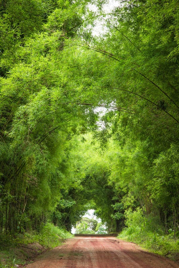 Tunnel bamboo tree on road stock photo. Image of perspective - 84077046