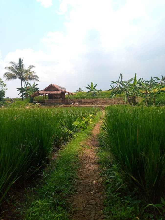 Road To the Village Rice Fields Stock Image - Image of meadow ...