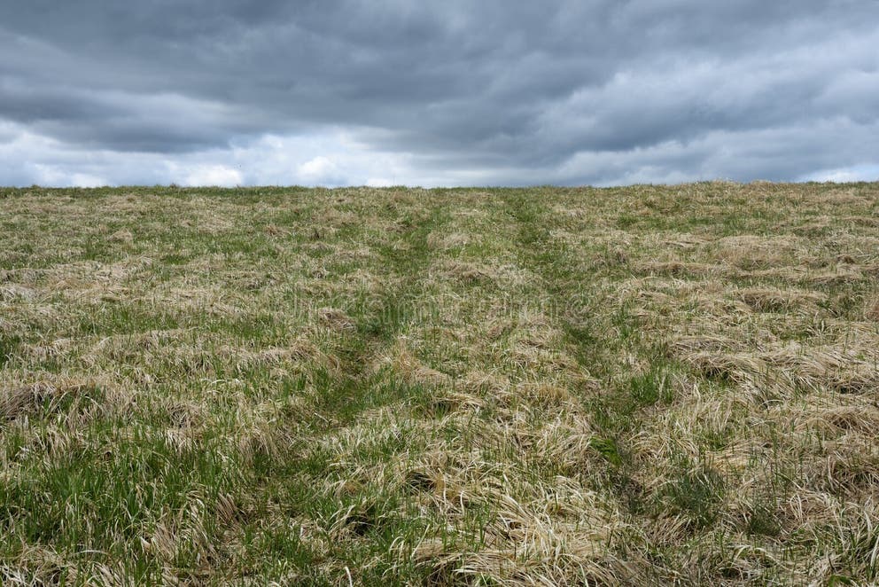 Road track in the field stock photo. Image of dirt, track - 232587220