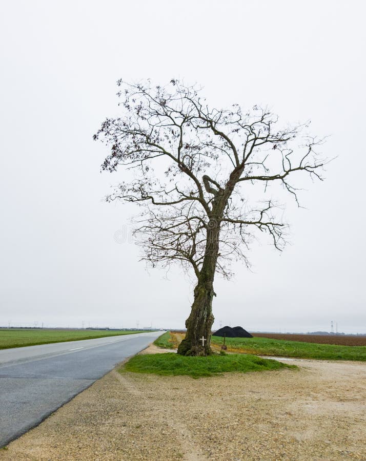 Road with tree stock photo. Image of plain, infrastructure - 213355340