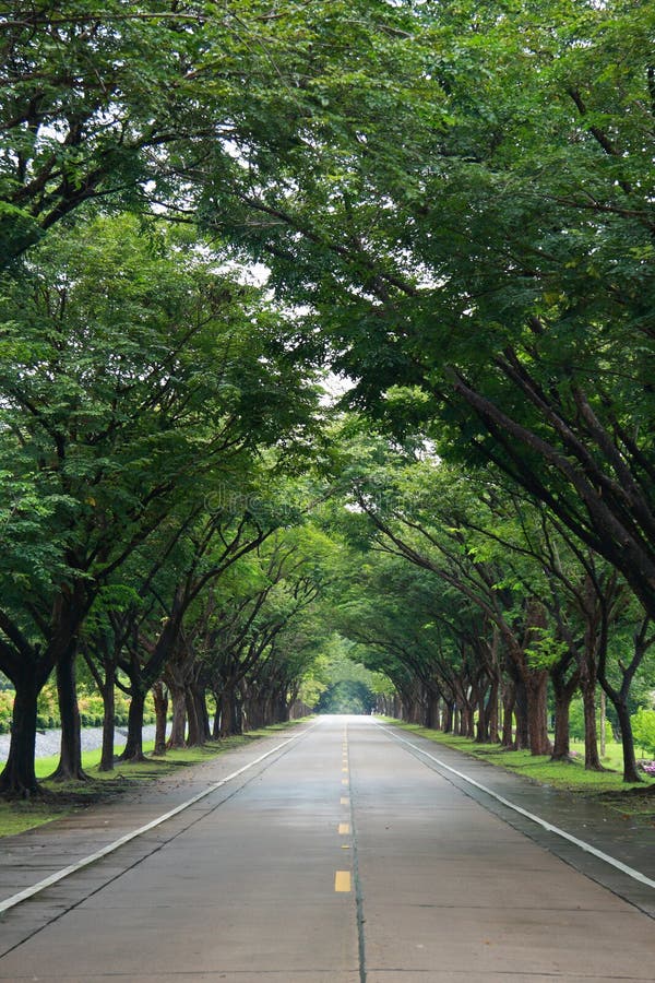 Road with tree both side stock photo. Image of empty - 26835868
