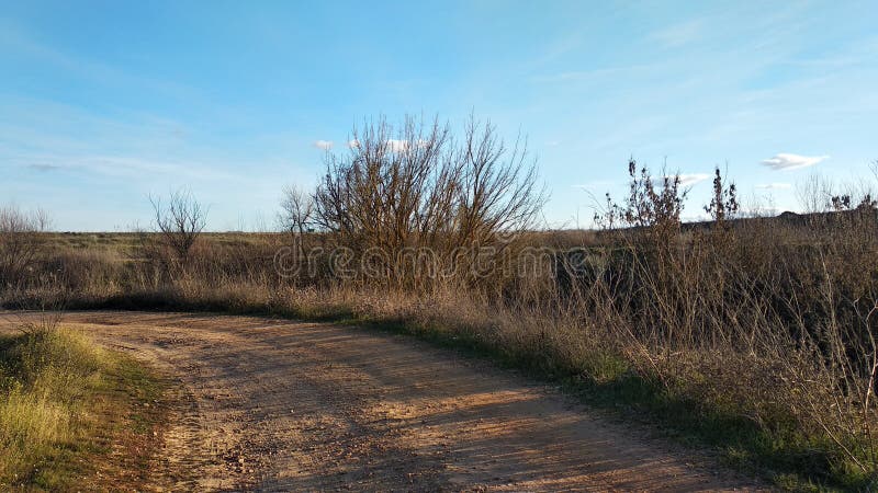 Road tree stock image. Image of tree, gravel, earth - 137513389