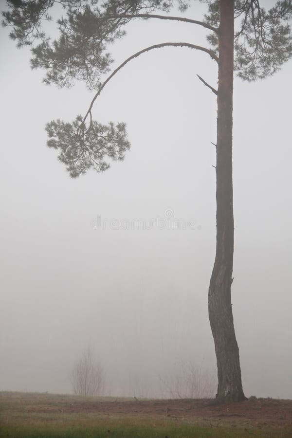 Road and Tree in Fog. the Trees with Fog in the Forest Stock Photo ...