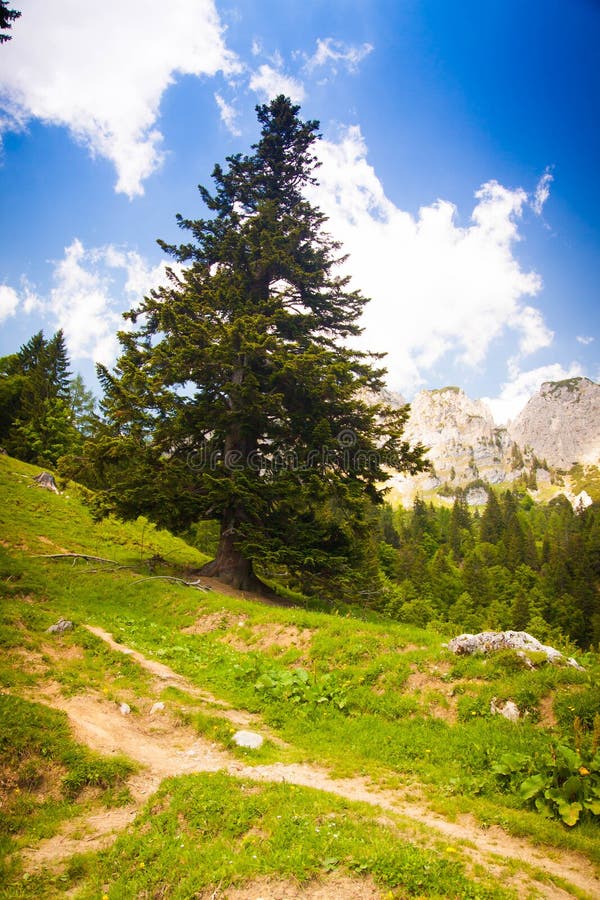 Road and Tree in the Mountains Stock Photo - Image of high, mountain ...