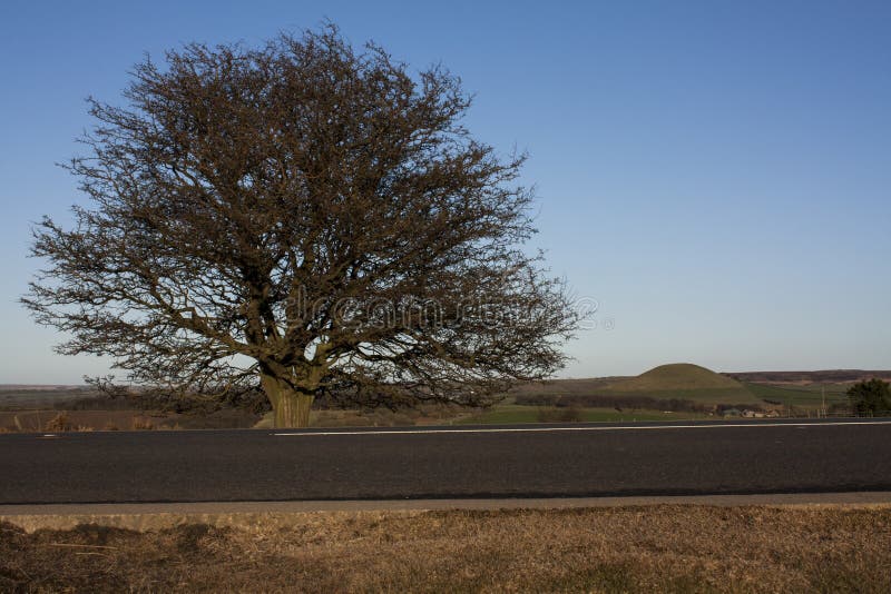 Road and tree stock image. Image of journey, heaven, environment - 31661847