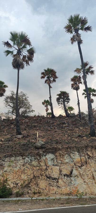 Road, Tree, Sky, Cloudy, and Palm Stock Image - Image of road, cloudy ...