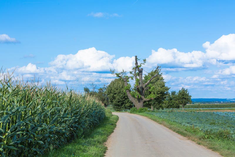 Road with tree stock image. Image of intertwined, illness - 43927813