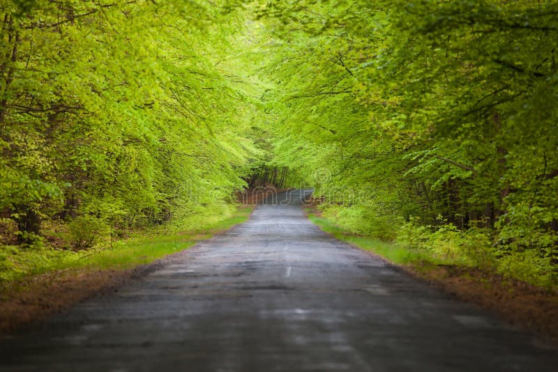 Road in the tree tunnel stock image. Image of woods, forest - 9597427