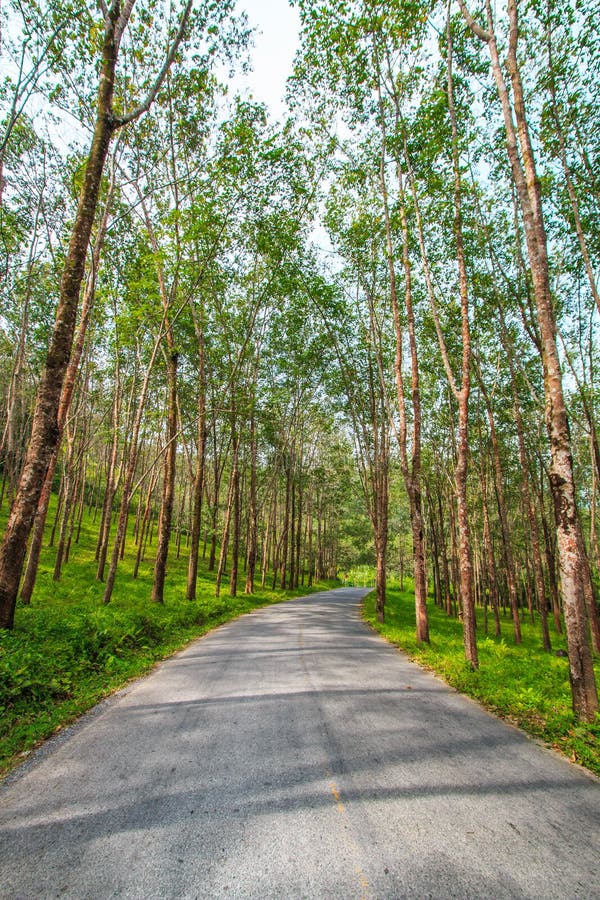 Road through tree tunnel stock image. Image of quiet - 37555461