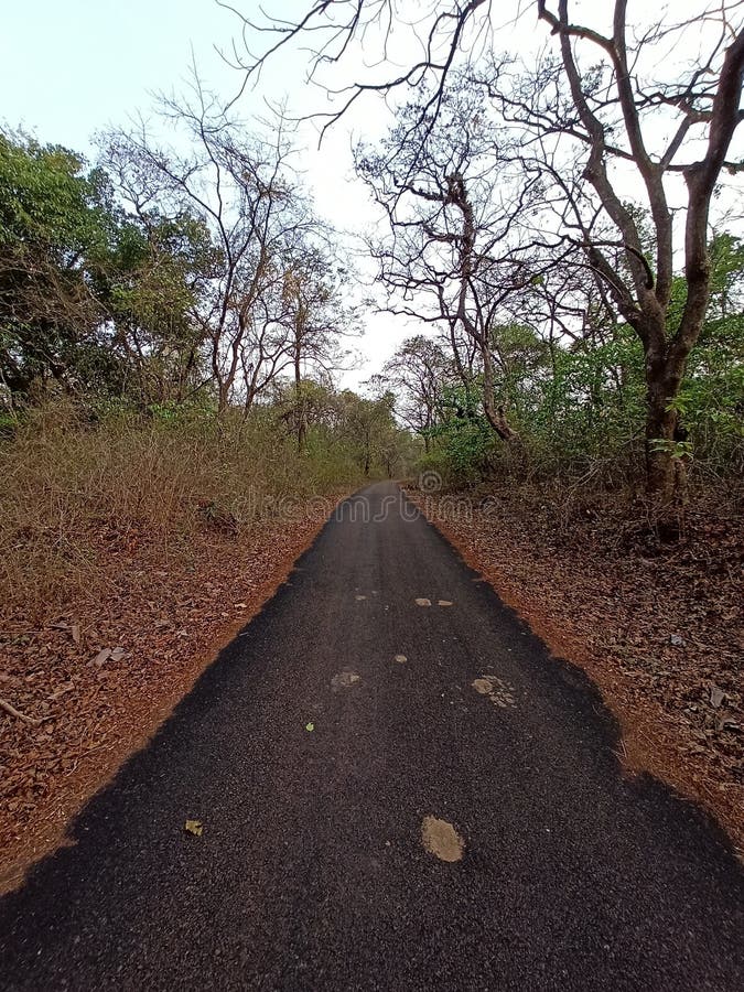 Road Tree Wood Clean Beautiful Nature Stock Image - Image of woodland ...