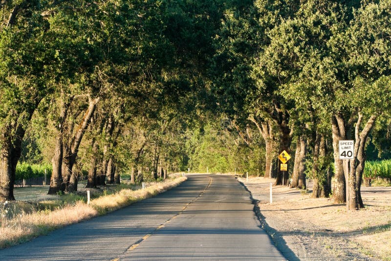 Road through trees stock photo. Image of road, vineyards - 10215634