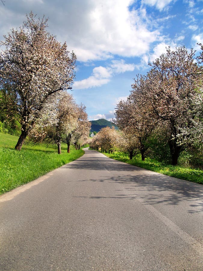 Road and trees stock image. Image of path, blossom, trees - 14250241