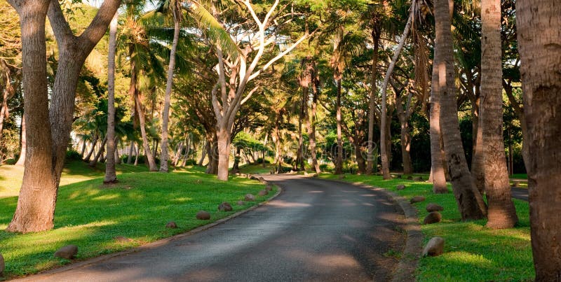 Resort at Fiji stock photo. Image of fiji, nadi, tree - 1267896