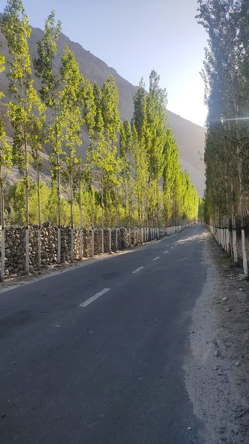 Road and trees stock image. Image of nature, woodland - 252858715