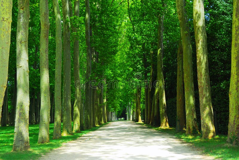 Road and trees stock photo. Image of beech, french, park - 3012848