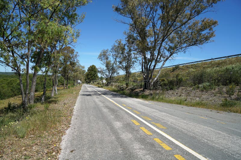 Road with trees alongside stock photo. Image of landscapes - 196564202