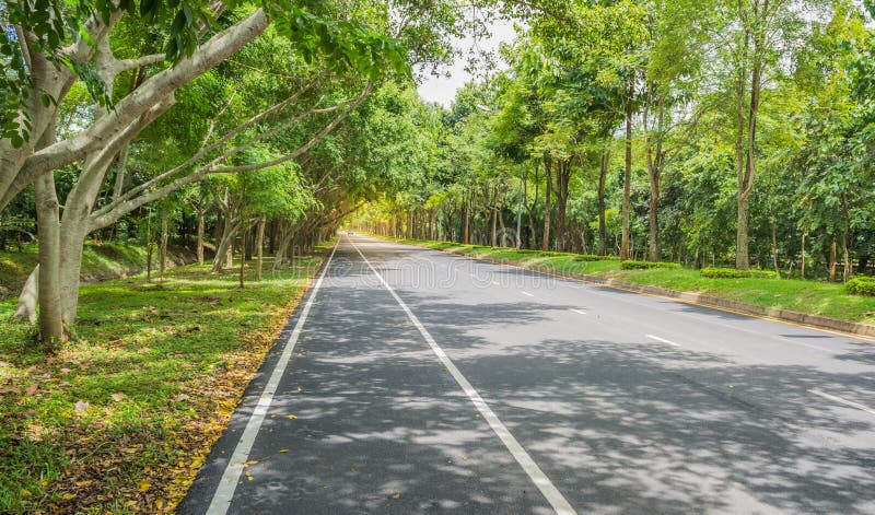 Road with Trees on Both Sides Stock Photo - Image of line, asphalt ...