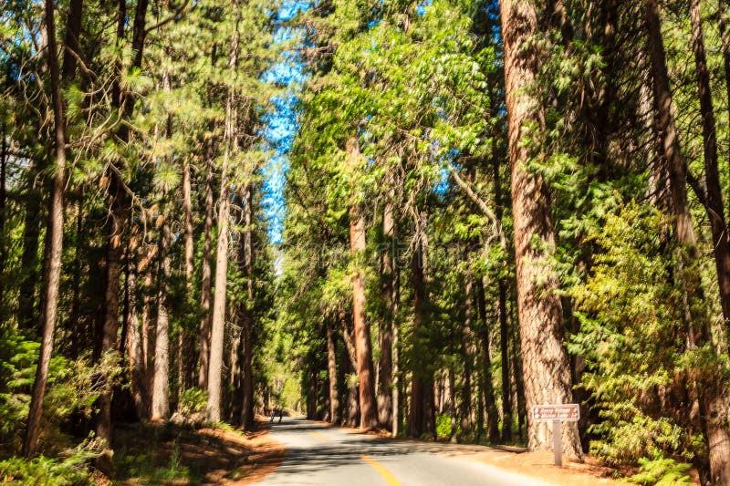 A Road with Trees on Both Sides and a Sign on the Right Side Stock ...