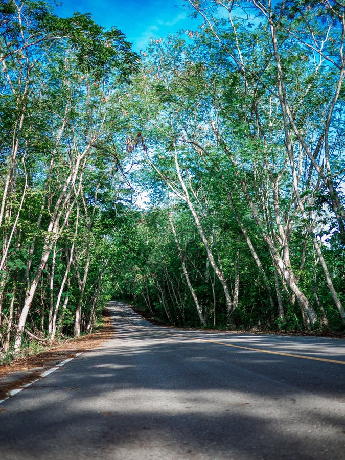 Road with Trees on Both Sides Stock Photo - Image of transportation ...