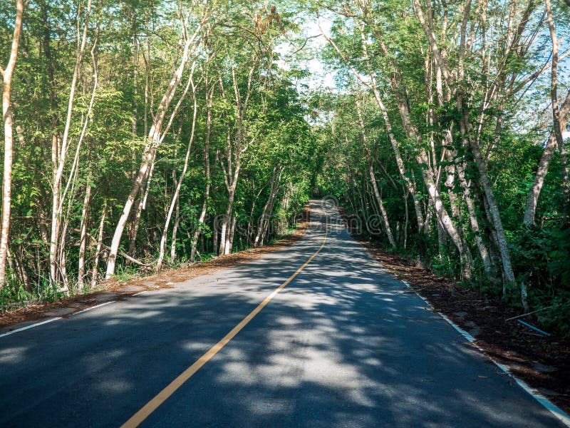 Road with Trees on Both Sides Stock Image - Image of outdoor, highway ...