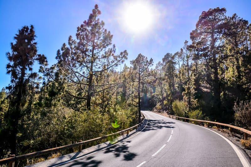 A Road with Trees on Both Sides and a Sun Shining on it Stock Photo ...