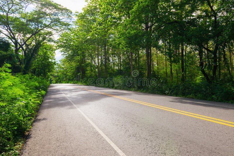 Road with Trees on Both Sides and a Yellow Line Stock Image - Image of ...