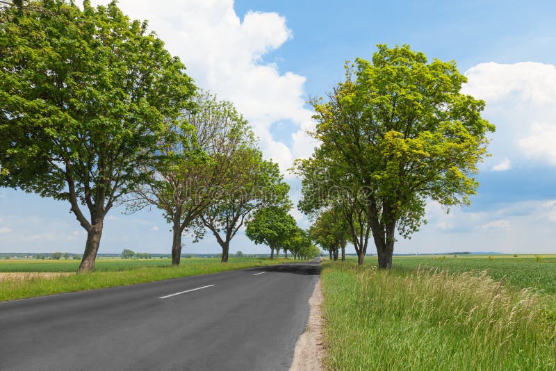 Road between Trees in the Countryside Stock Image - Image of plant ...