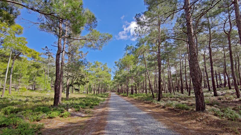 Road through Pine Forest in Autumn Cyprus Stock Image - Image of ...