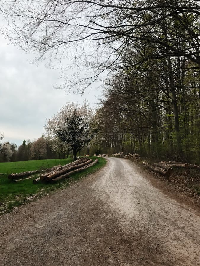 A Road with Trees on Either Side and a Few Logs on the Side Stock Image ...