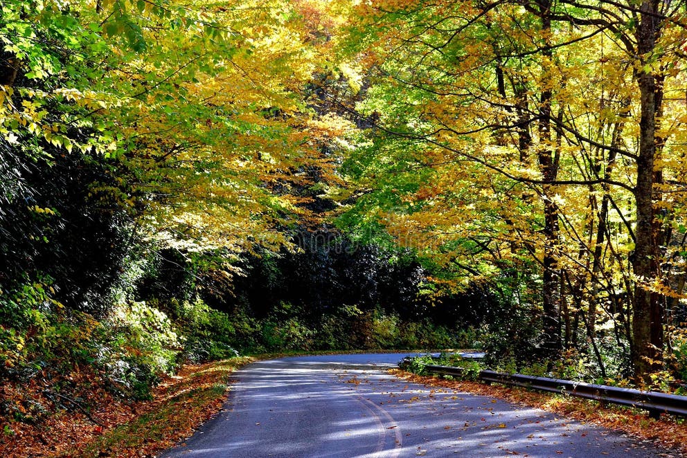 Road through the Trees in Fall on the Parkway Stock Photo - Image of ...