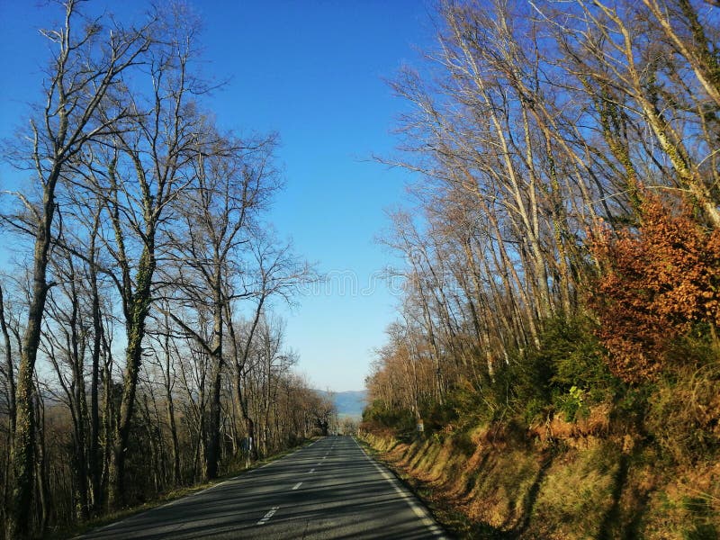 Road between Trees stock photo. Image of forest, trees - 159857862