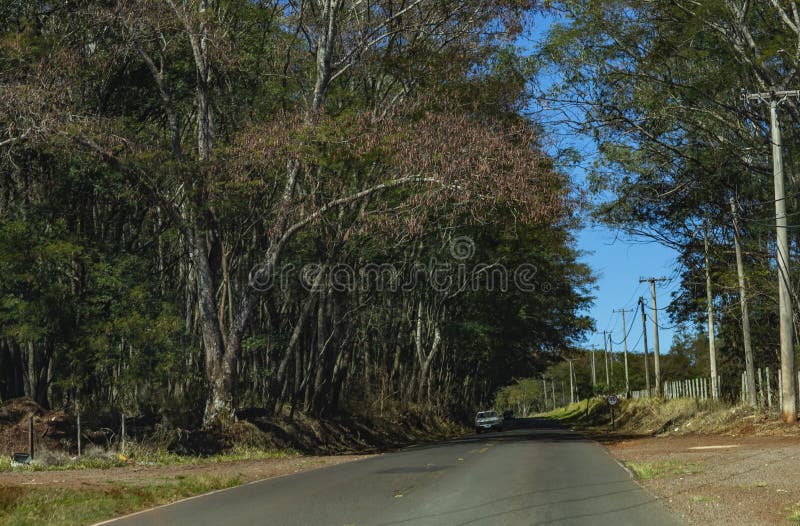 Road between Trees. Road Full of Trees Stock Image - Image of asphalt ...