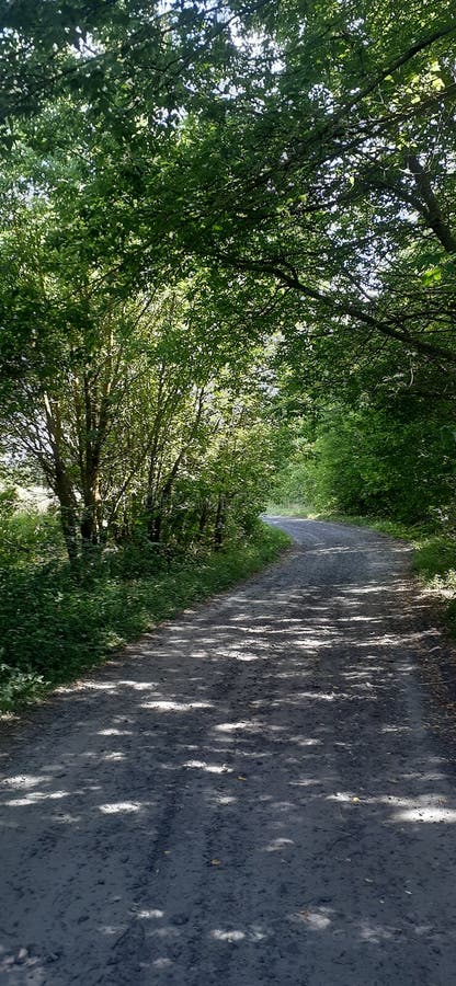 Road, trees, greenery stock image. Image of tree, greenery - 217026285
