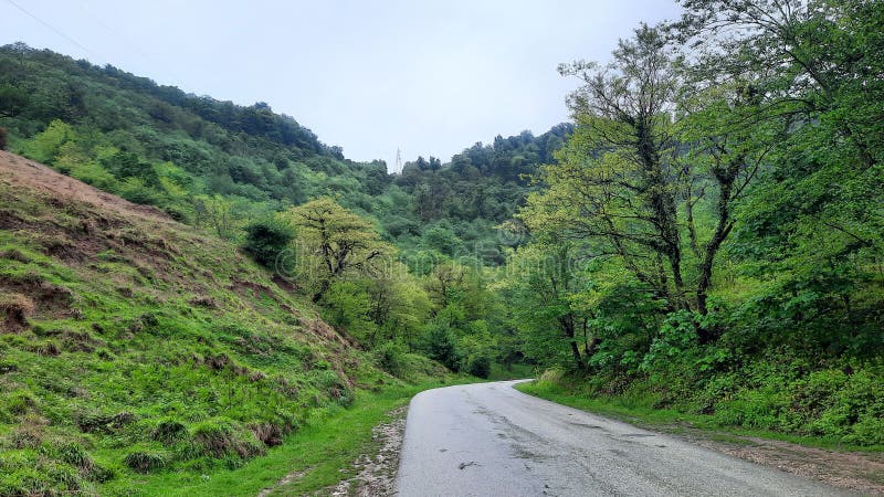 Road between Trees and Greenery Mountain Stock Image - Image of ...