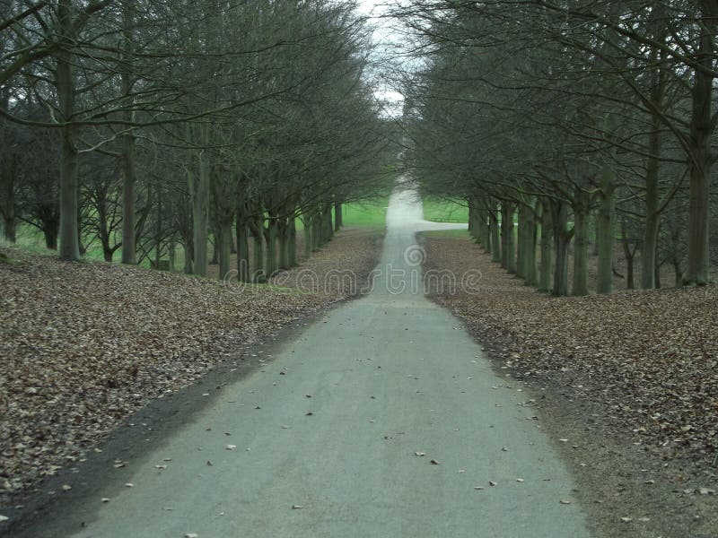 Road between Trees stock image. Image of trees, autumn - 89581229
