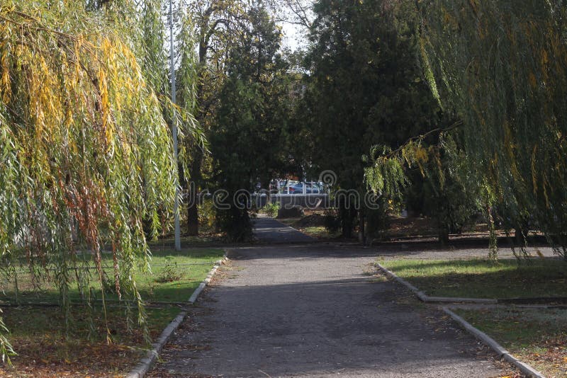 Road among the Trees in the Park Stock Photo - Image of summer, nature ...