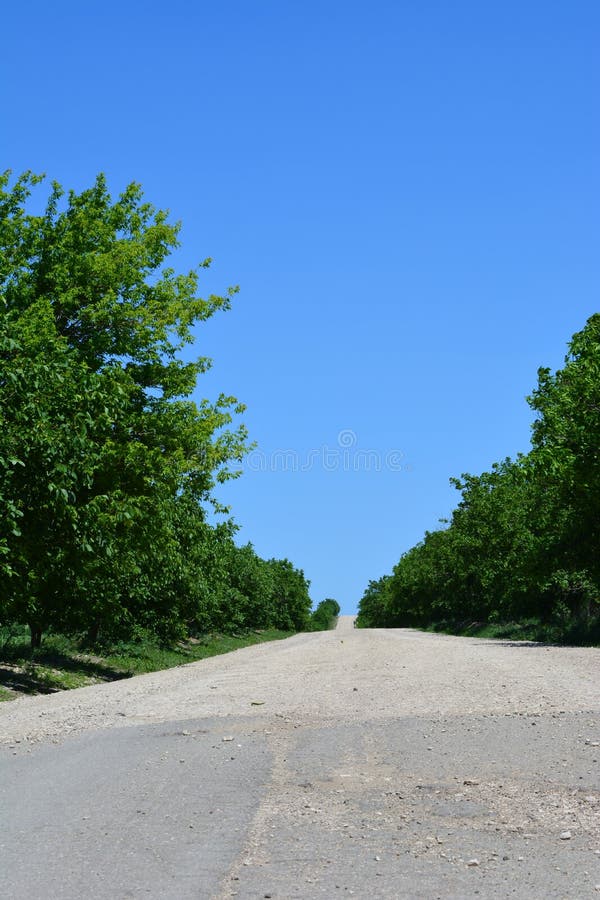 Road through the trees stock photo. Image of stone, trees - 75989020