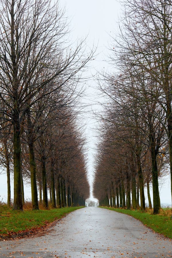 Road of Trees. Tunnel of Trees Stock Image - Image of park, path: 110914003